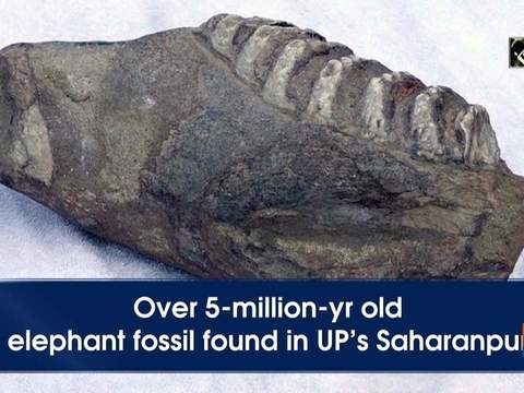 Over 5-million-yr old elephant fossil found in UP's Saharanpur