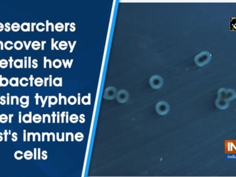 Researchers uncover key details how bacteria causing typhoid fever ...