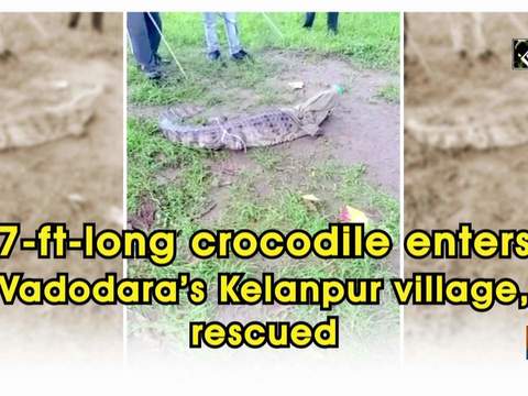 7-ft-long crocodile enters Vadodara's Kelanpur village, rescued