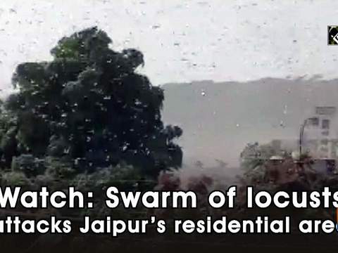 Watch: Swarm of locusts attacks Jaipur's residential area