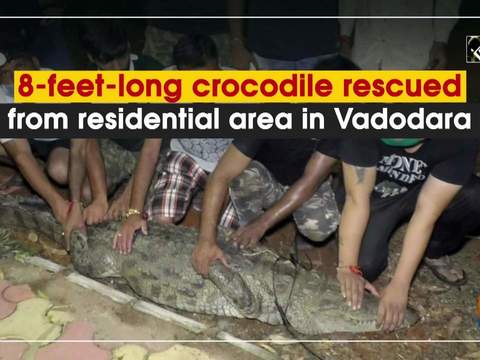 8-feet-long crocodile rescued from residential area in Vadodara
