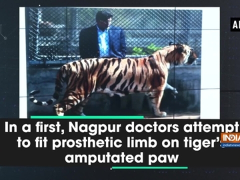 In a first, Nagpur doctors attempt to fit prosthetic limb on tiger's ...