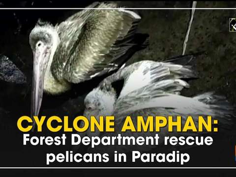 Cyclone Amphan: Forest Department rescue pelicans in Paradip