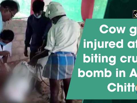Cow gets injured after biting crude bomb in AP's Chittoor