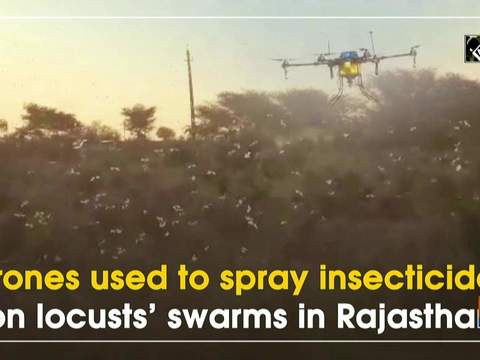 Drones used to spray insecticides on locusts' swarms in Rajasthan