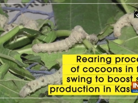 Rearing process of cocoons in full swing to boost silk production in ...