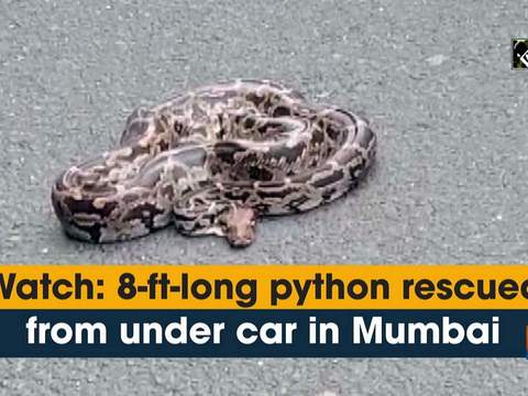 Watch: 8-ft-long python rescued from under car in Mumbai