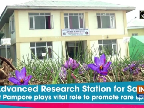 Advanced Research Station for Saffron at Pampore plays vital role to ...