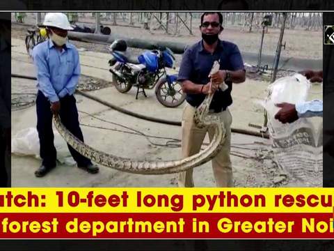 Watch: 10-feet long python rescued by forest department in Greater Noida