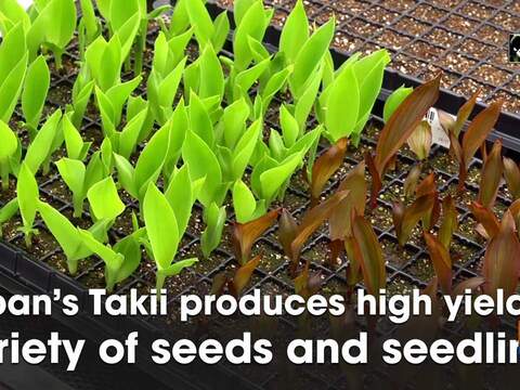 Japan's Takii produces high yielding variety of seeds and seedlings